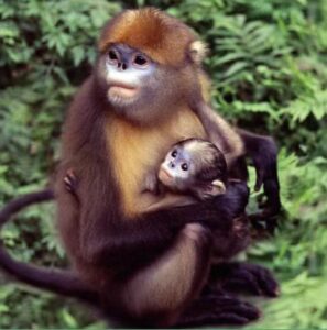 OVERVIEW - 梵净山5A级旅游景区